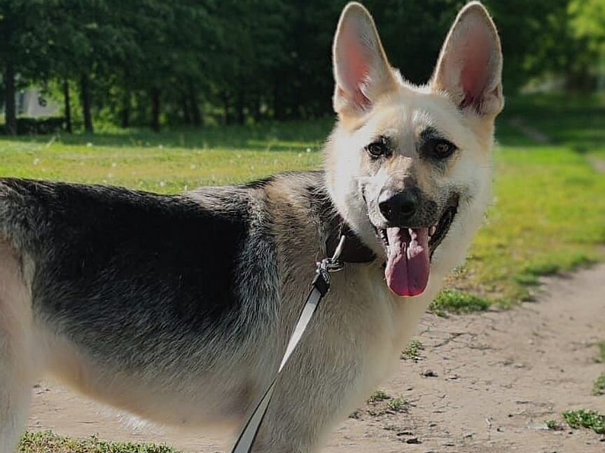 Собака ищет дом