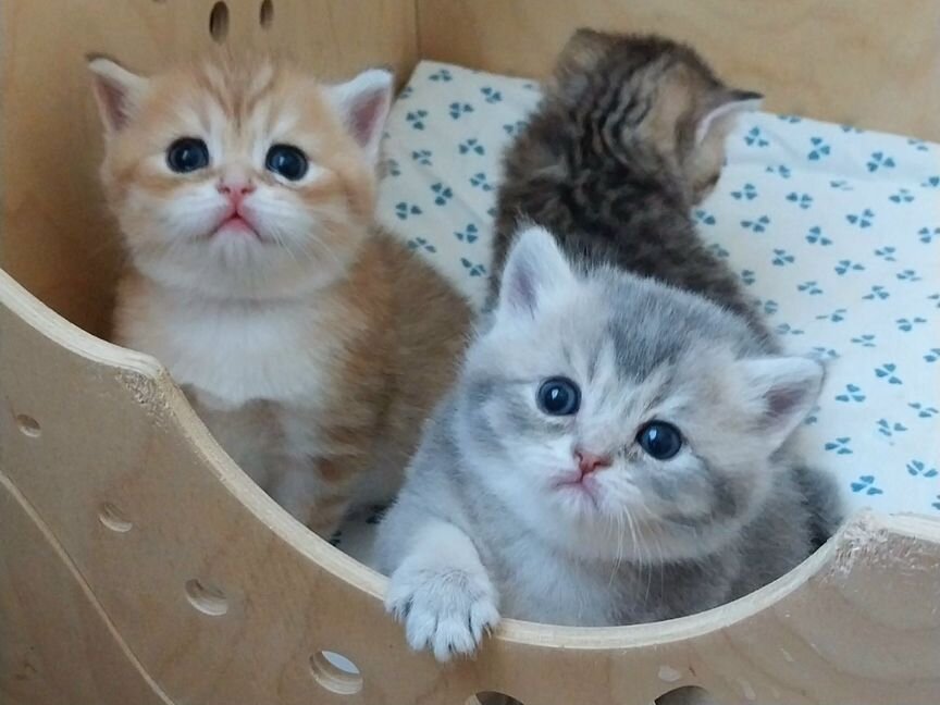 Шотландские породистые мальчики
