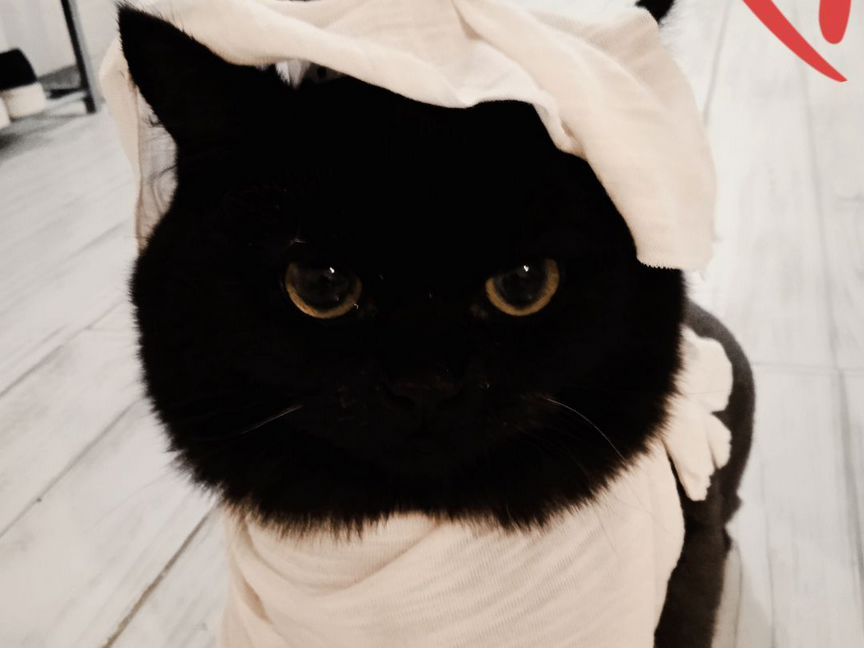 Британский кот вязка