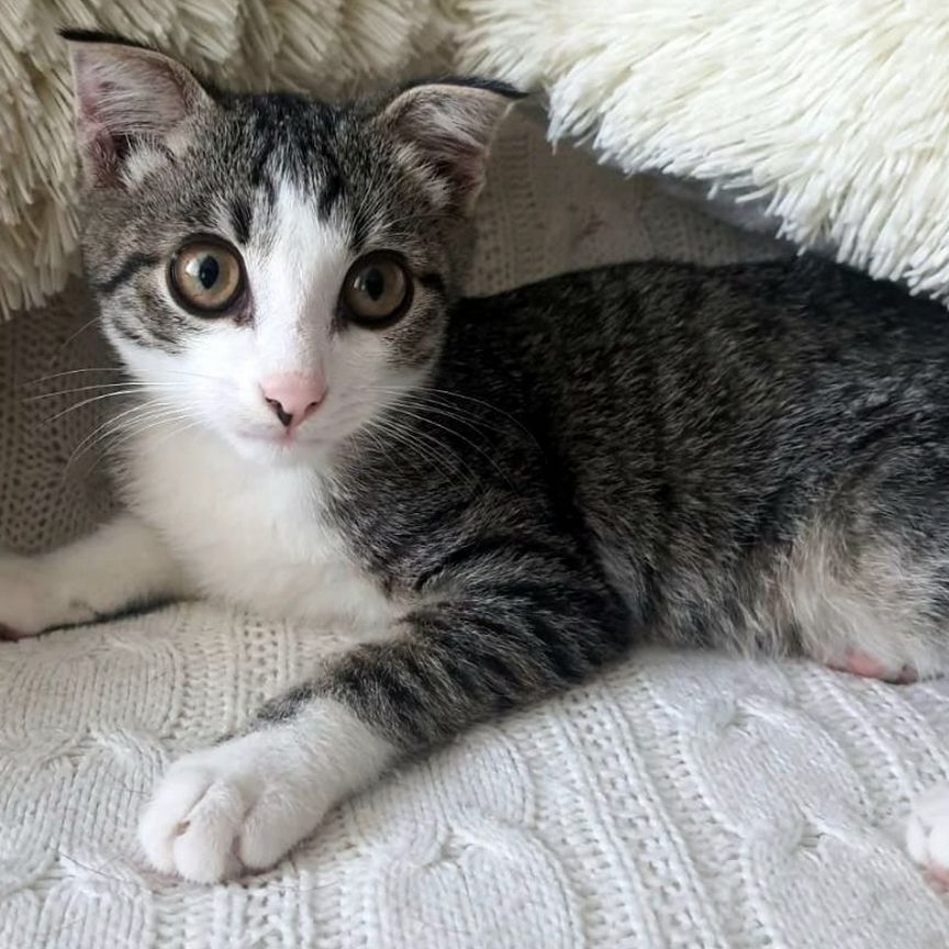 Вислоухий красавчик в дар