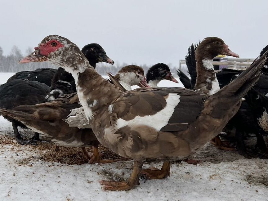 Мускусные утки