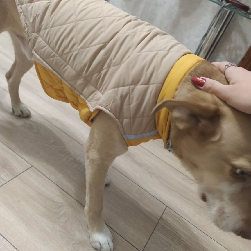 Одежда для собаки