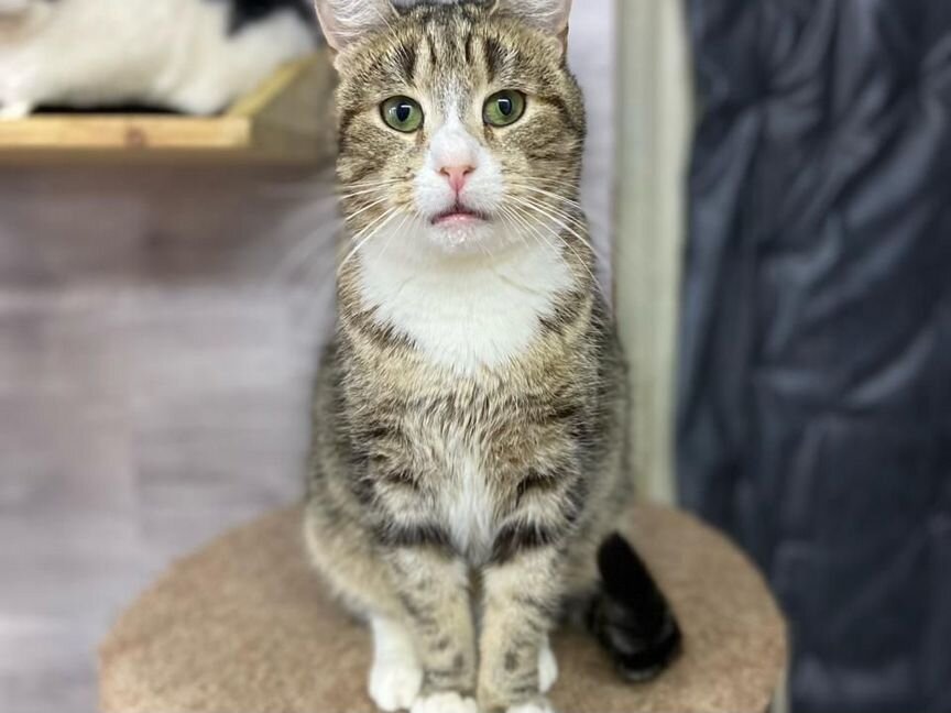 Кошка ищет дом