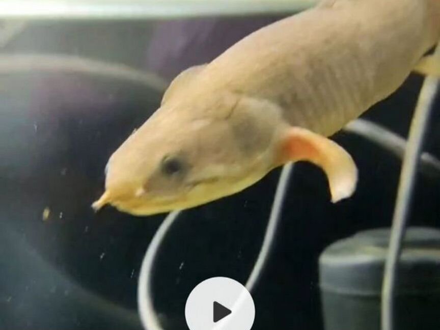 Полиптерус сингальский