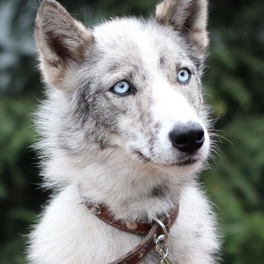 Луна ждет тебя