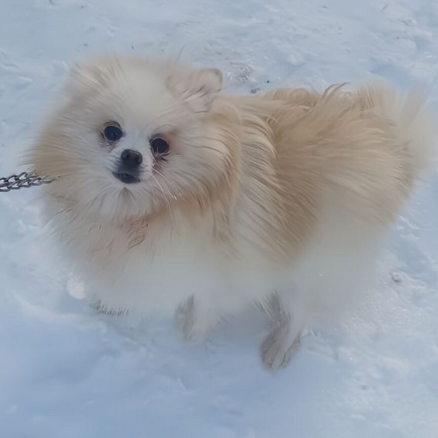 Померанский шпиц, взрослая собака