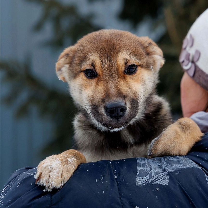 Отдам в добрые руки