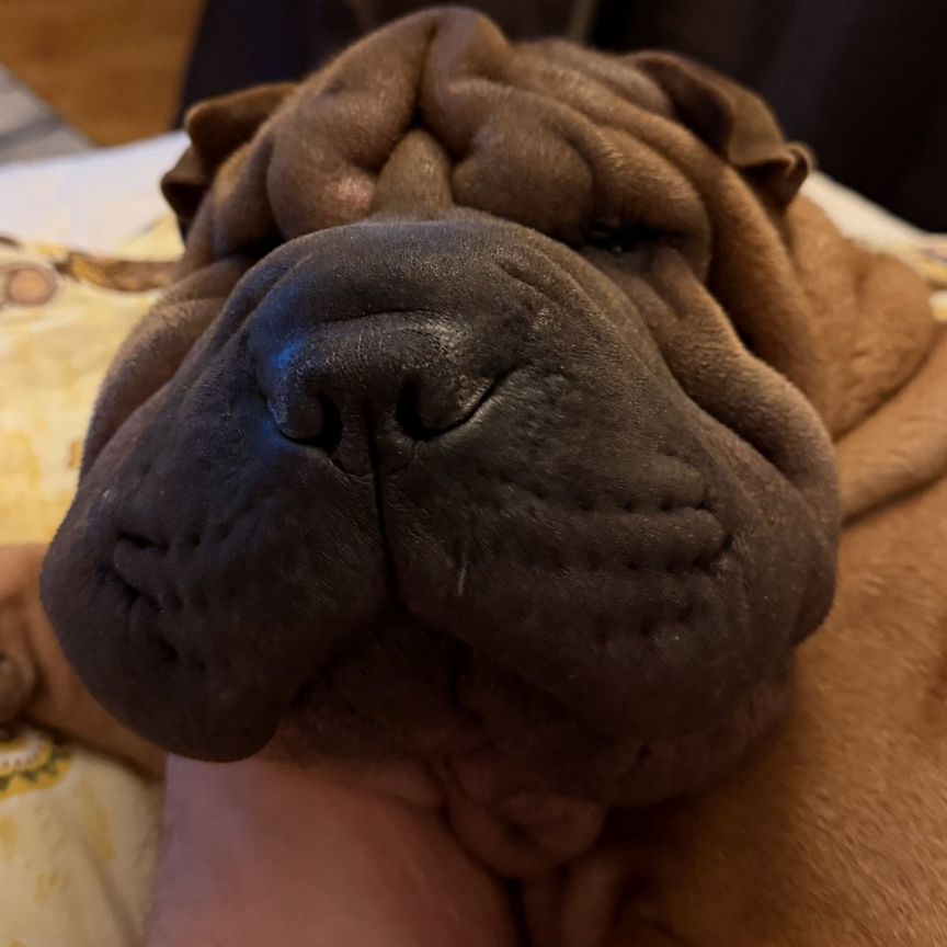 Шарпей, щенок