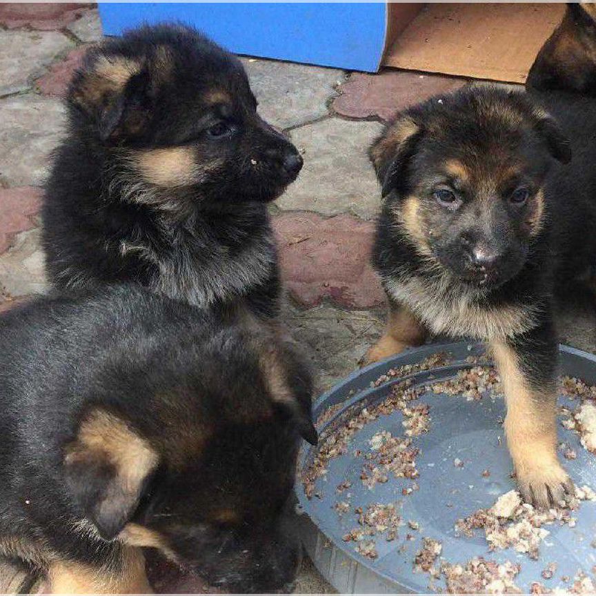 Щенки немецких овчарок