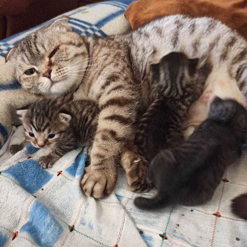 Отдадим котят в очень добрые руки