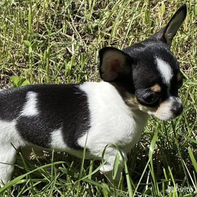 Супер mini чихуахуа