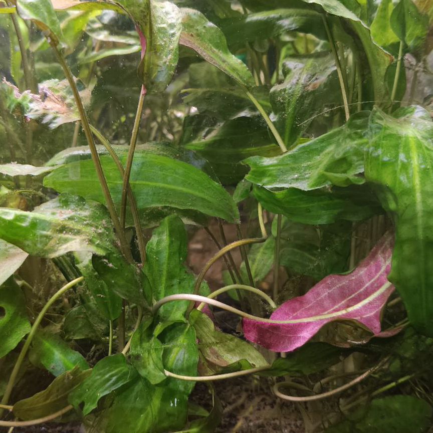 Аквариумное растение