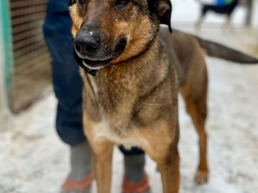 Собака в добрые руки