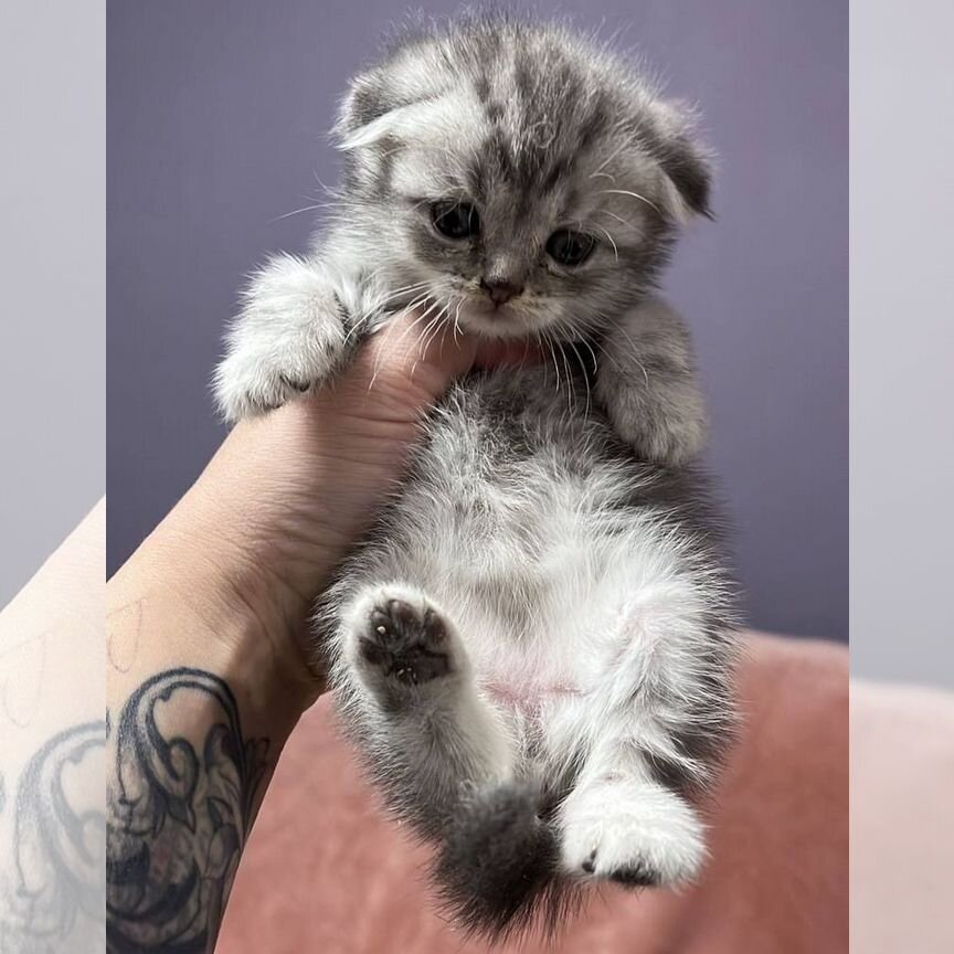 Шотландские котята