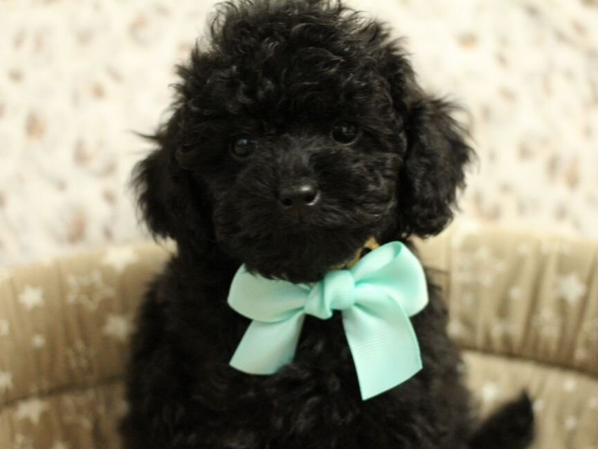 Щенки той пуделя