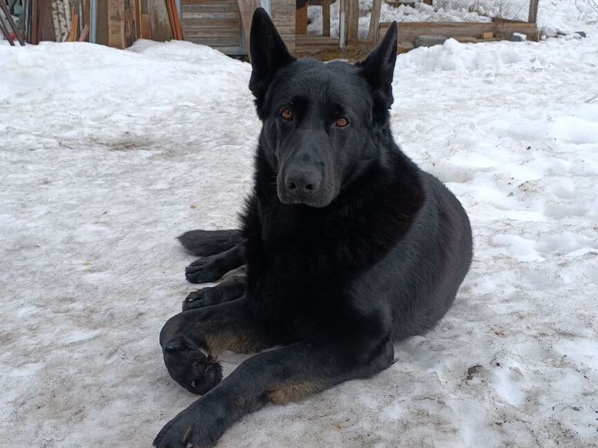 Кобель и щенки