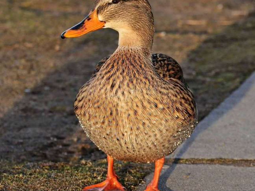 Утки подсадные для охоты