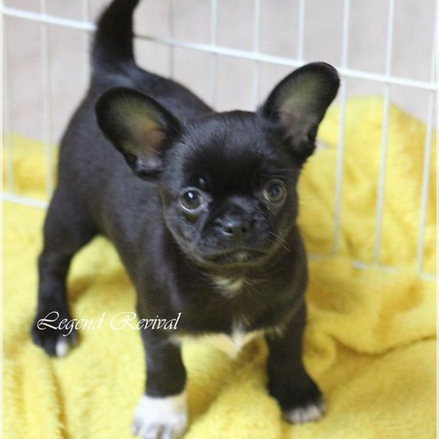 Чихуахуа, щенок