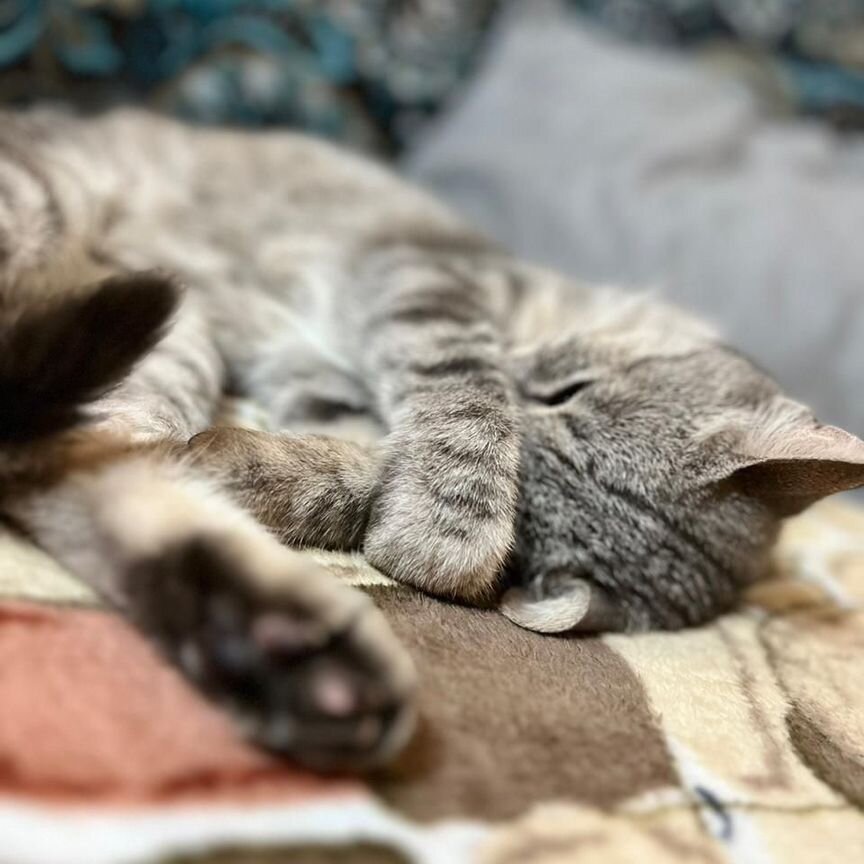 Кошка