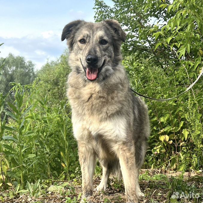 Прекрасная Айка 1,5 года ищет дом