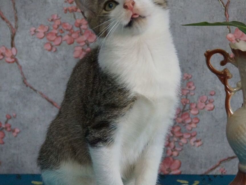 Одиссей ищет свой дом. Котенок в дар