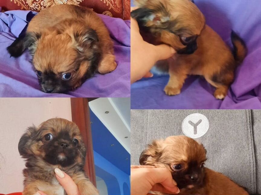 Малюсенькая крошка чих