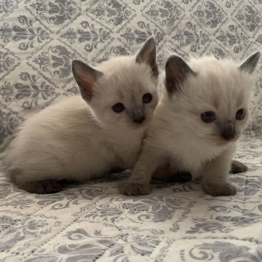 Русский голубой котёнок