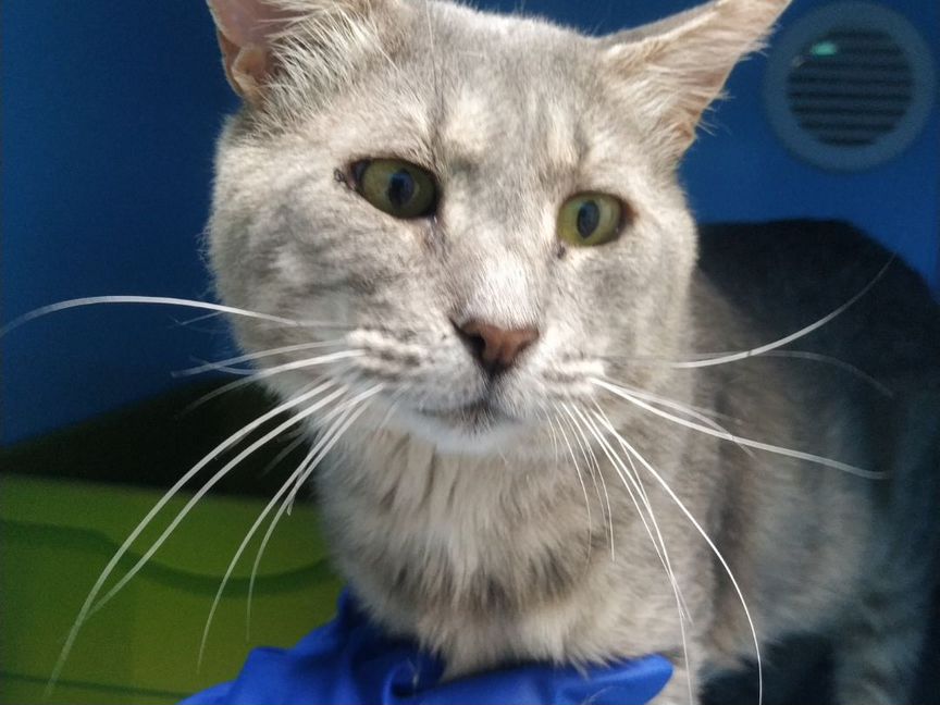 Котик Гарик ищет дом