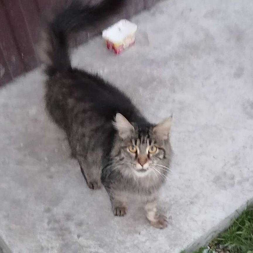 Ищет семью молодая кошечка
