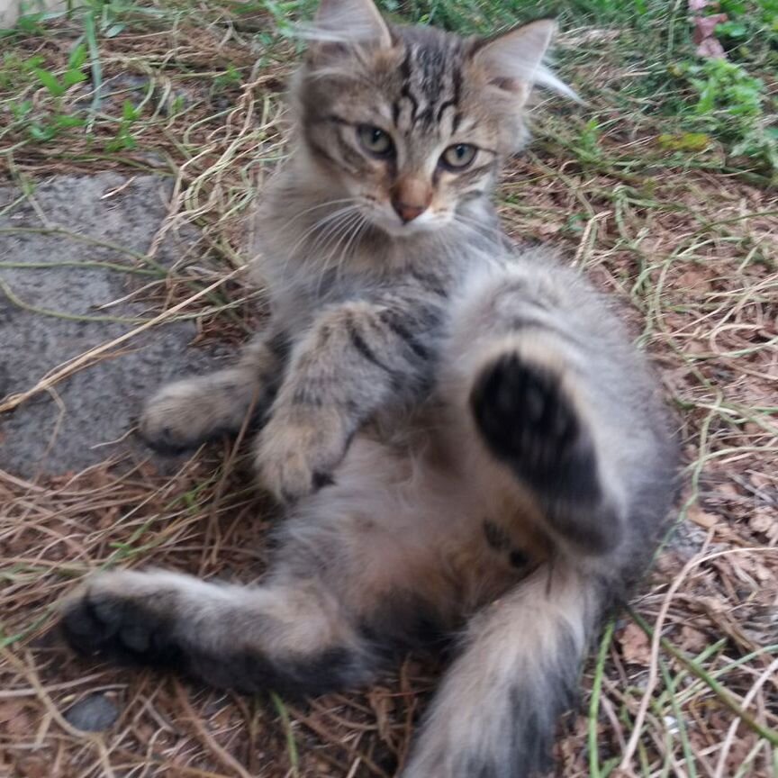Котятки в добрые руки