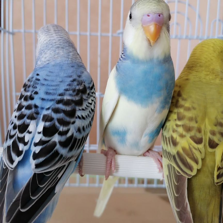 Волнистые попугаи