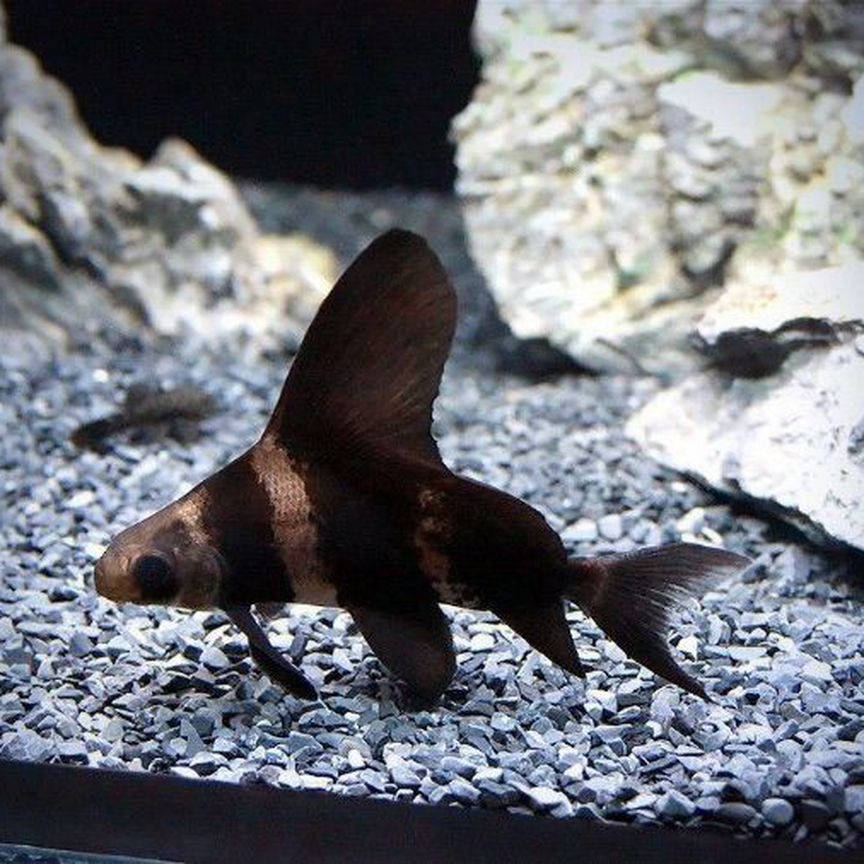 Чукучан китайский (Парусник )