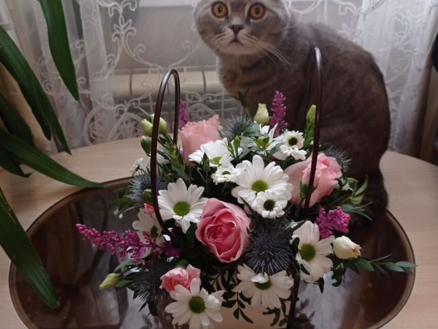 Шотландский кот вязка