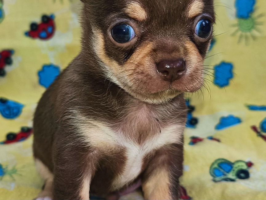 Чихуахуа мальчик красавчик