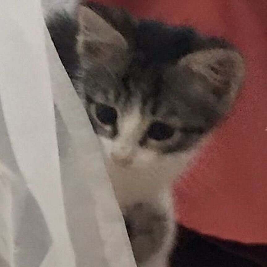 Котенок(девочка
