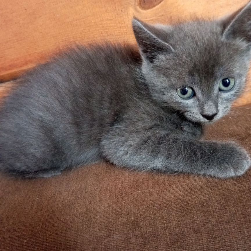 Курильский бобтейл голубой, кот