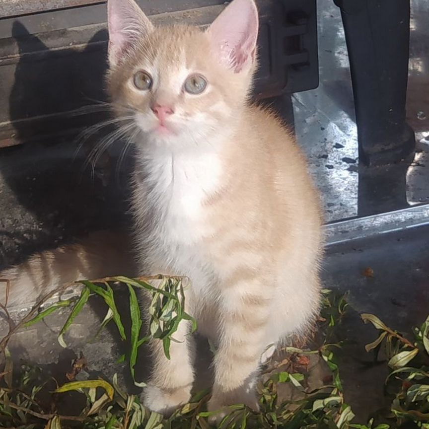 Персиковый котенок в добрые руки