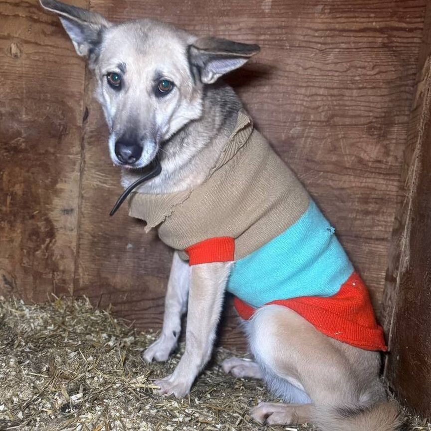 Взрослая собака в добрые руки