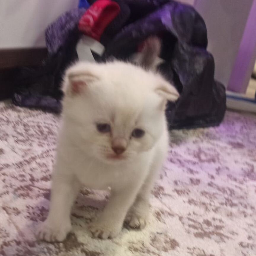 Шотландский вислоухий короткошёрстный котёнок