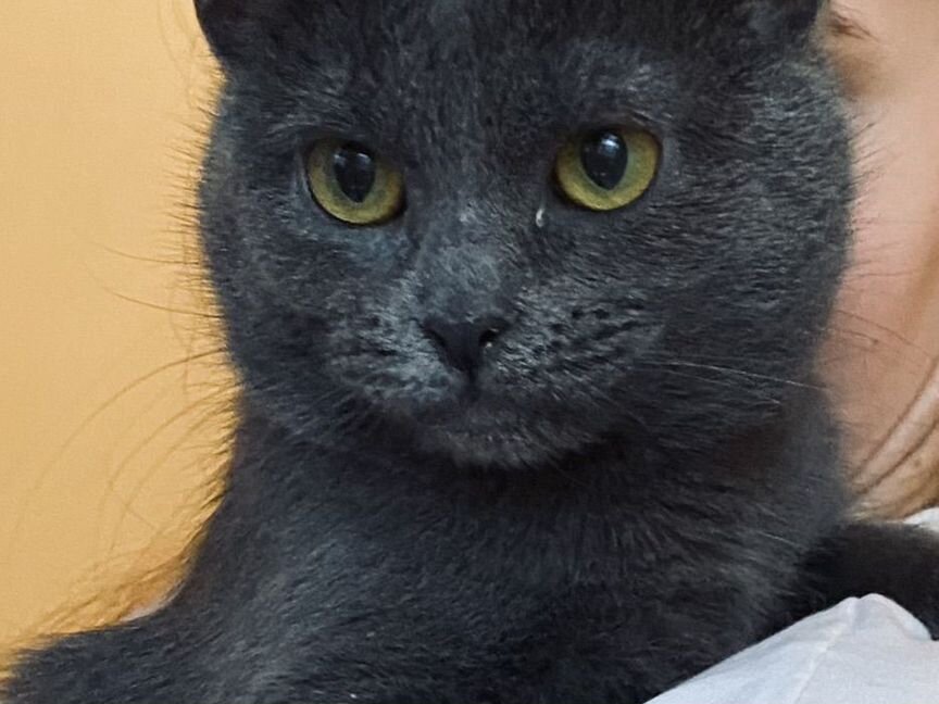 Кошечка терапевтическая ищет дом