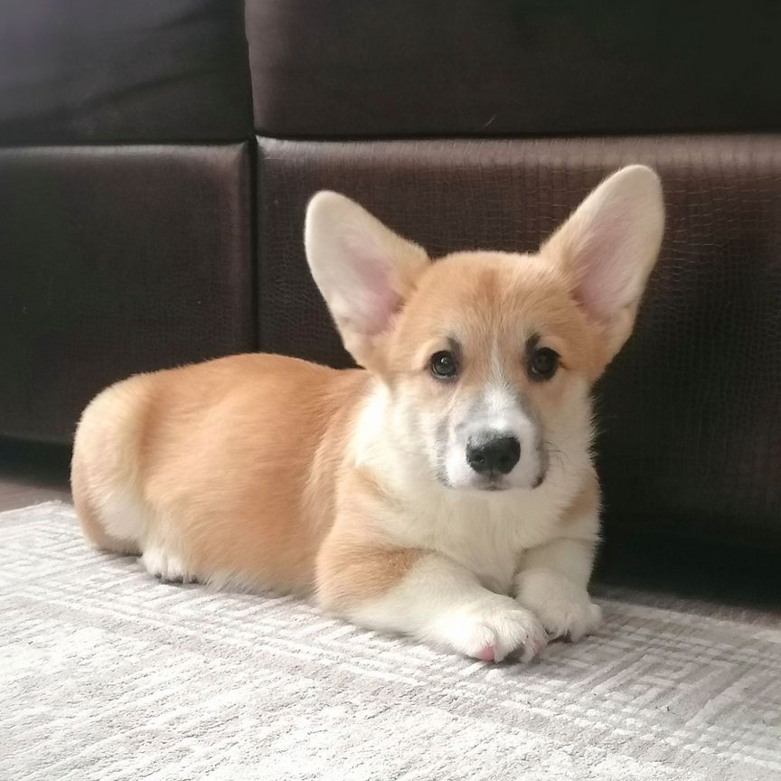 Вельш Корги Пемброк