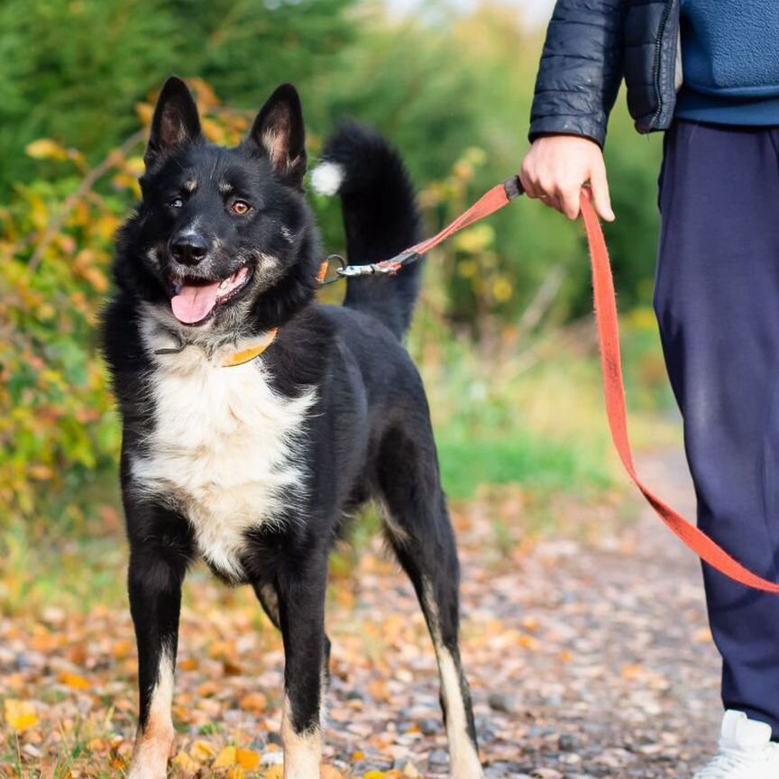 Взрослый пёс в добрые руки