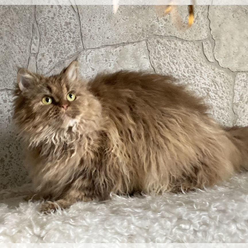 Шоколадная табби девочка