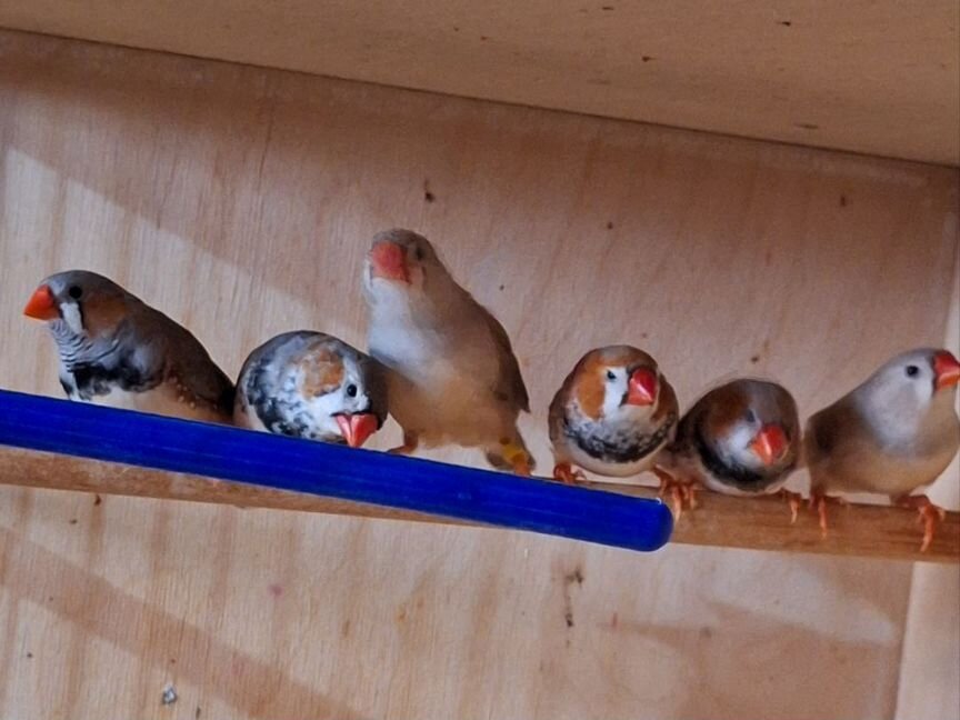 Зебровые амадины