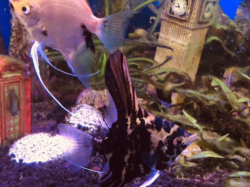 Мраморная скалярия