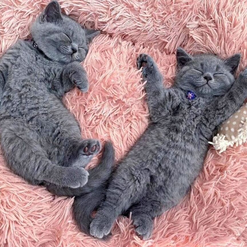 Элитные Плюшки) Голубой Окрас