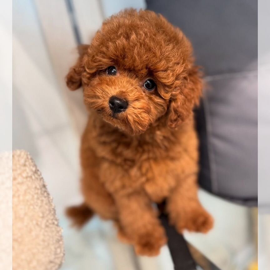 Той-пудель, щенок