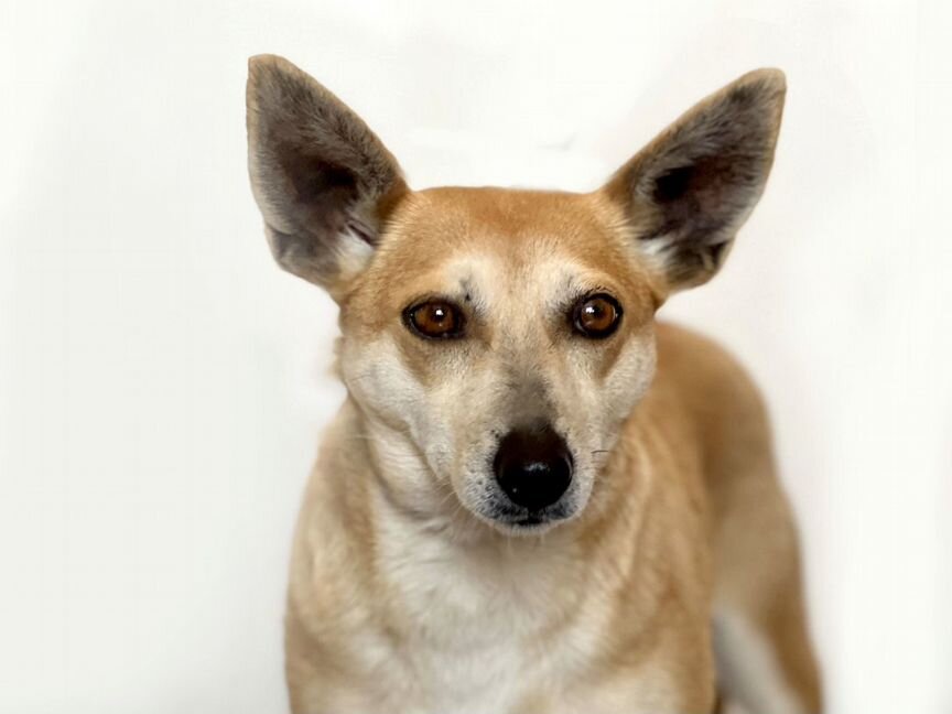 Маленькая рыжая Злата в добрые руки