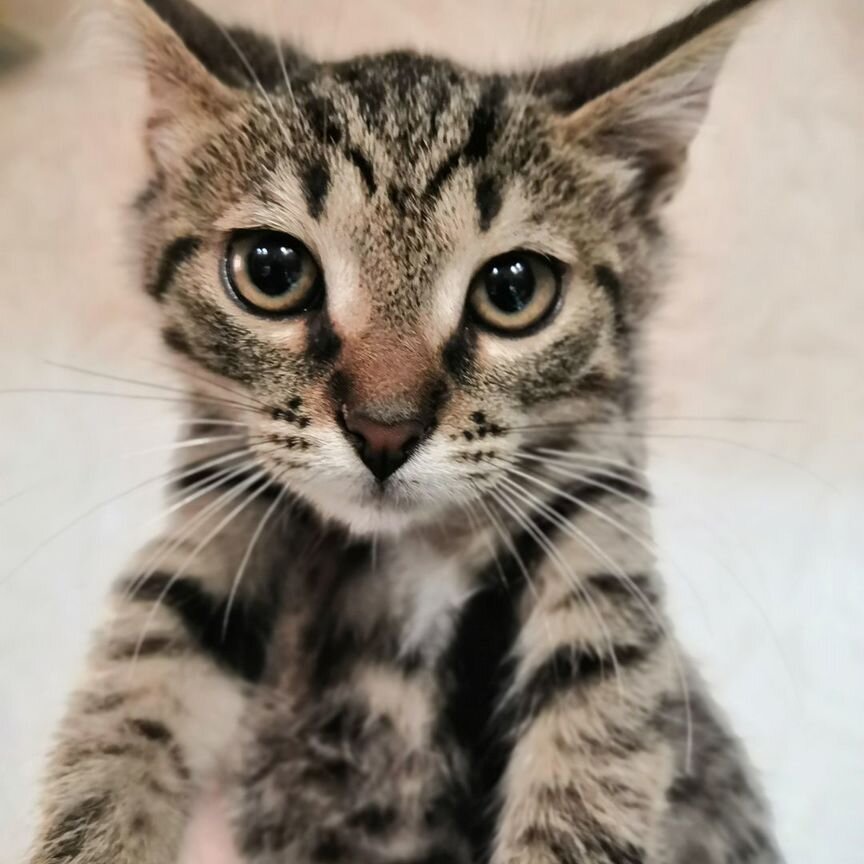Котята в добрые ручки