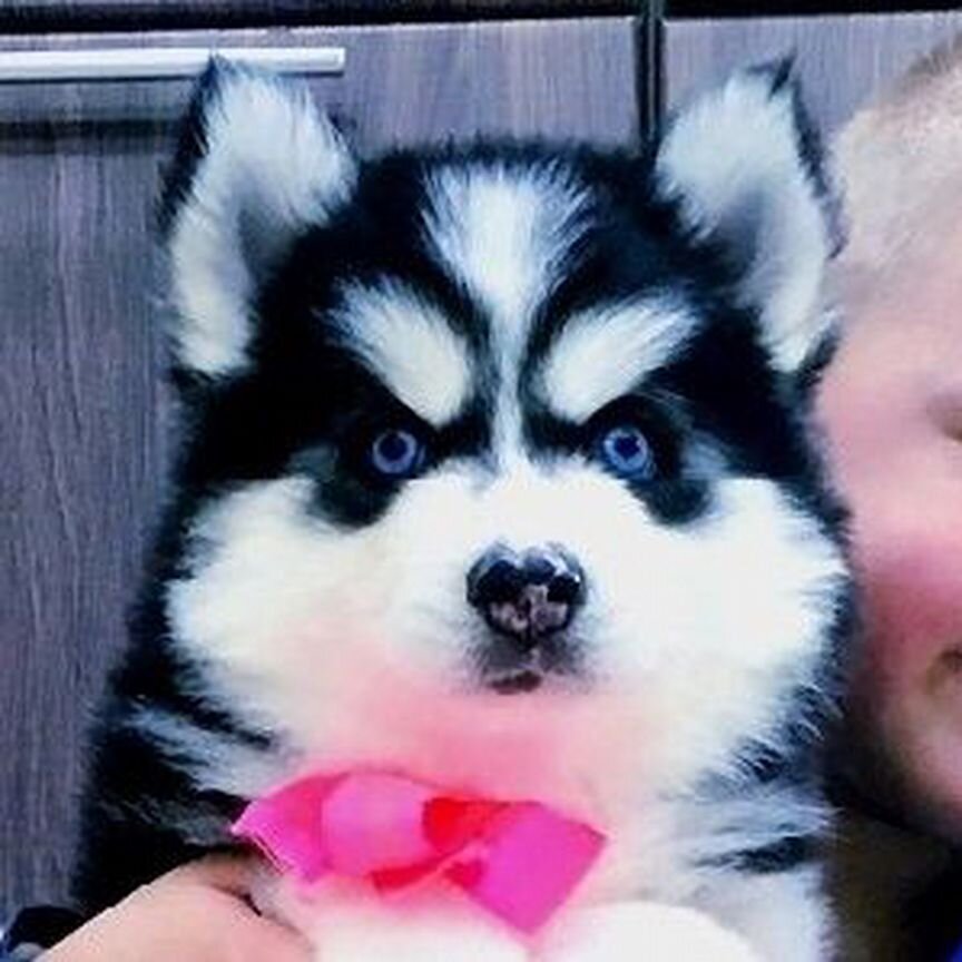 Дружелюбные хасята